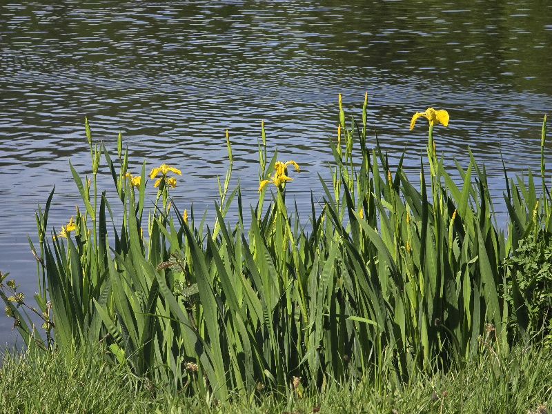 Yellow Flag Irises – Greenacre 9